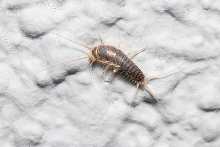 Silverfish Survival Guide: How To Eliminate Them In Your Dallas Home ...