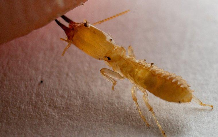 How Can I Tell If My Louisville Home Has A Termite Problem?