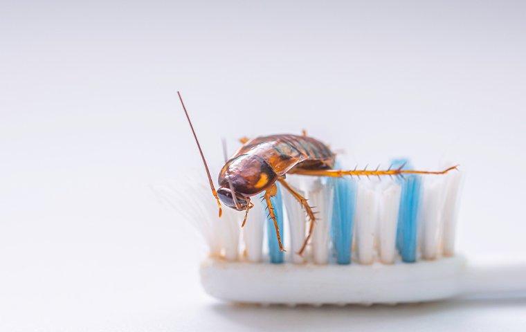 How And Why Roaches Find Their Way Into Boston Homes