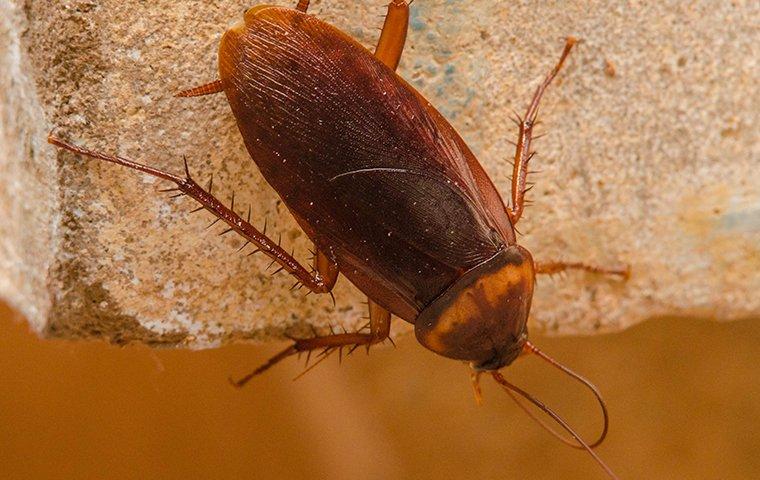 Most Common Problems Cockroaches Cause In Nashville