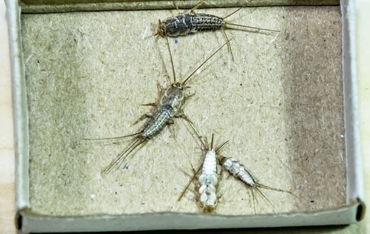 How To Get Rid Of Silverfish: The Ultimate Guide For Nashville Homes