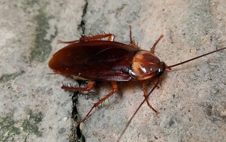 Cockroach Control 101: An Extensive Prevention And Control Guide For ...