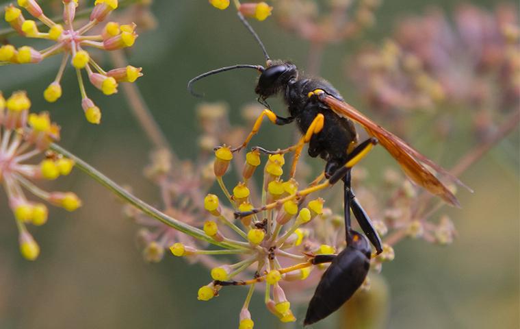 Blog - Knoxville's Handy Guide To Effective Wasp Control