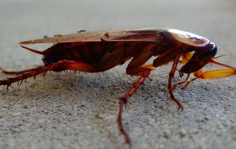 Blog - How To Spot Early Warning Signs Of Roaches In Boston Homes