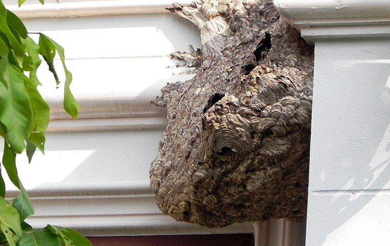 A Practical Wasp Prevention Guide For Knoxville Yards