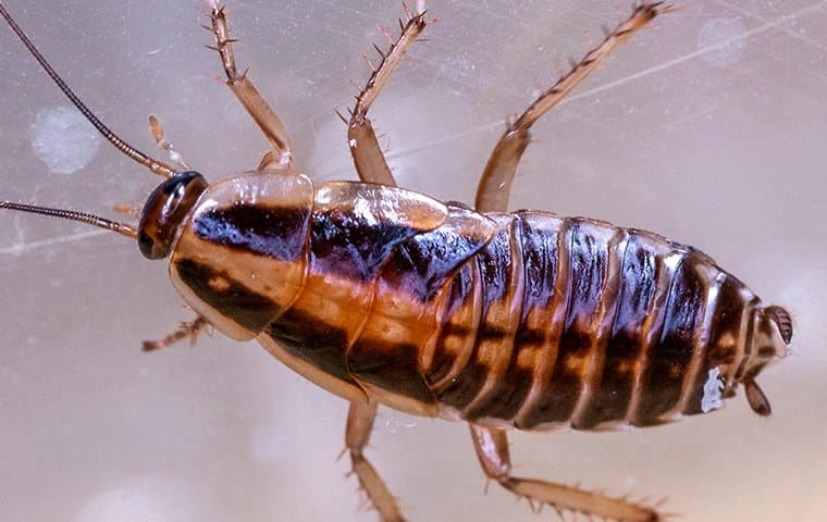 Cockroach Control 101: Nashville's Comprehensive Handbook for Success