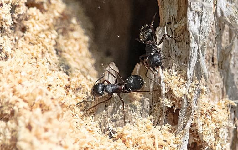 How To Identify And Get Rid Of Carpenter Ants In Your Nashville Home