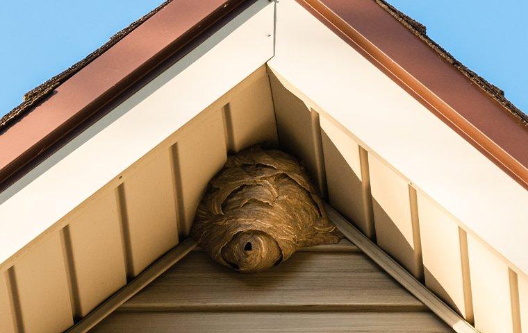 What You Need To Know For Effective Wasp Control For Your Boston Yard