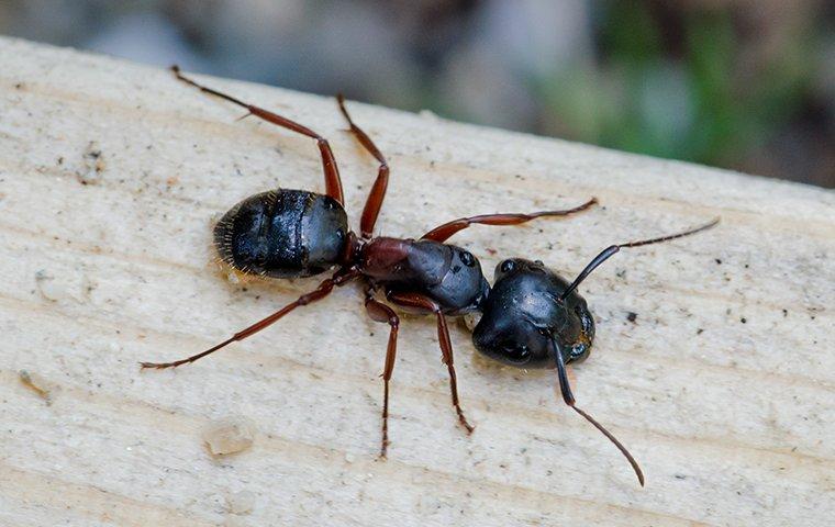 Blog - Knoxville's Complete Guide To Carpenter Ant Control