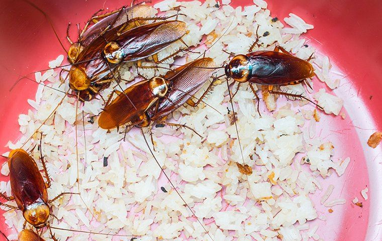 How To Get Rid Of Roaches: A Comprehensive Guide For Knoxville Homeowners